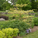 Cornus alternifolia Golden Shadows™ | White Flower Farm