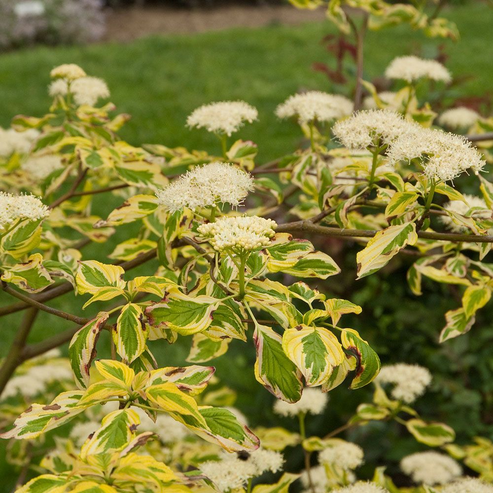 Cornus alternifolia Golden Shadows® | White Flower Farm
