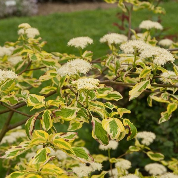 Cornus alternifolia Golden Shadows® | White Flower Farm