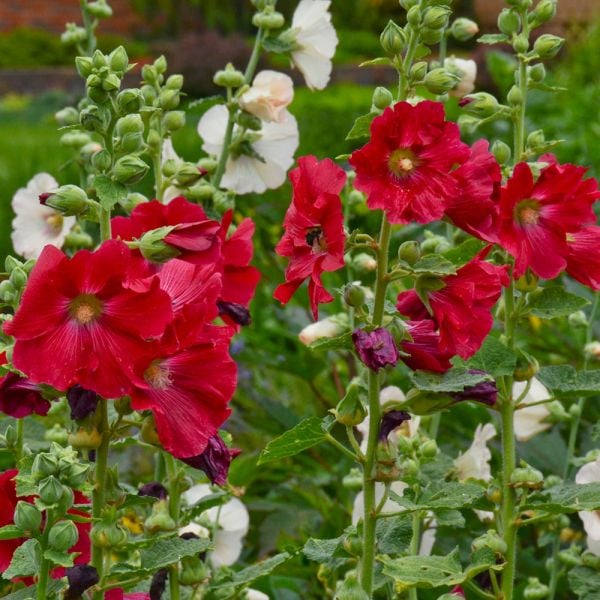 Alcea rosea 'Mars Magic' | White Flower Farm