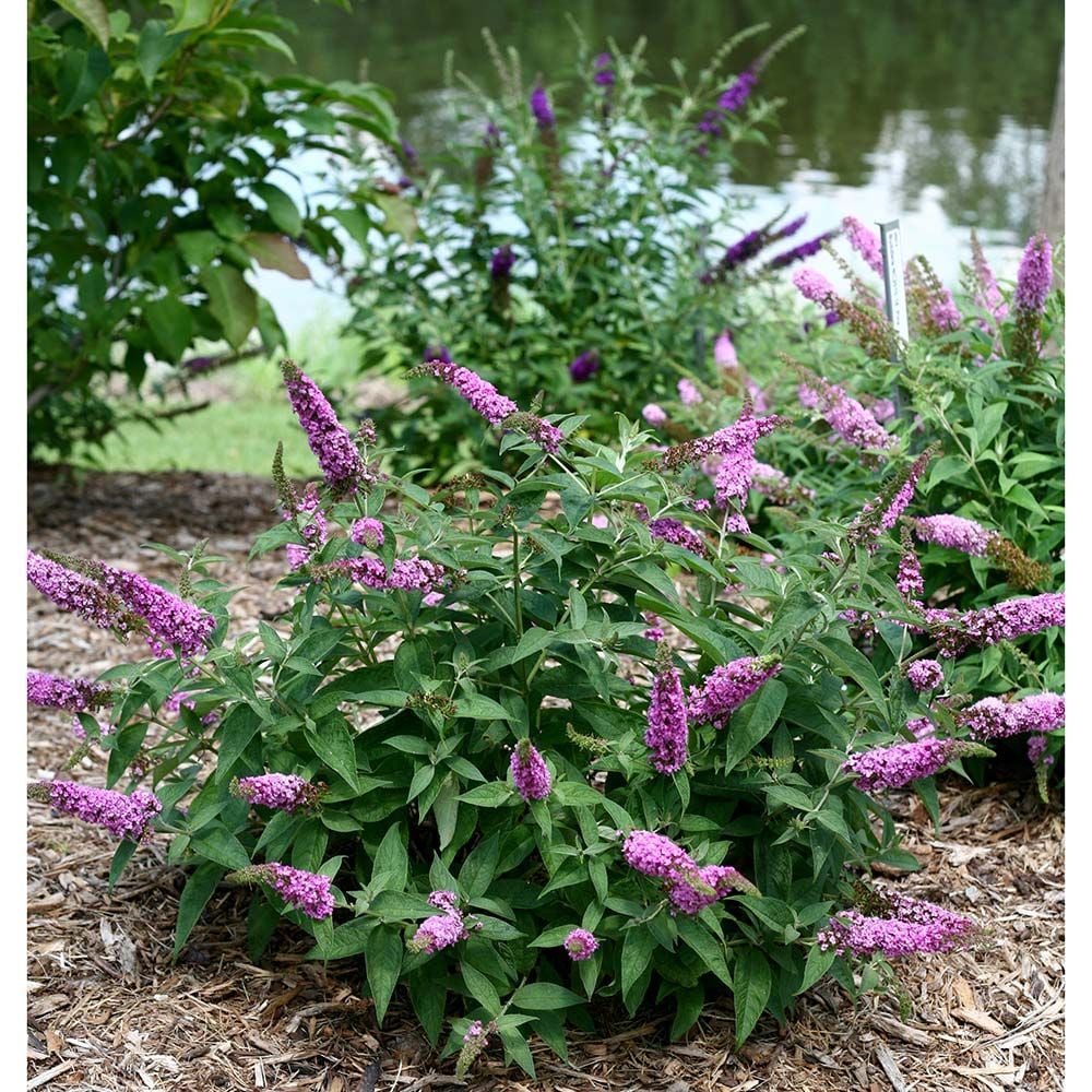 Buddleia Lo & Behold® 'Pink Micro Chip' | White Flower Farm