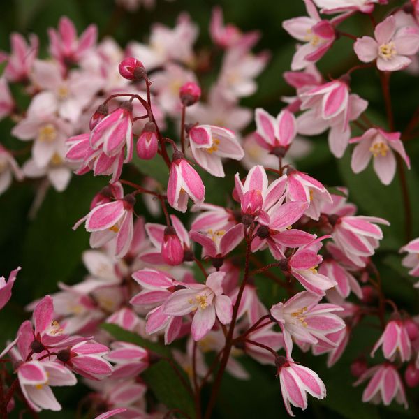 Deutzia Yuki Cherry Blossom® | White Flower Farm
