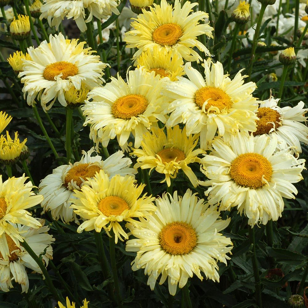 Leucanthemum x superbum 'Goldfinch' | White Flower Farm