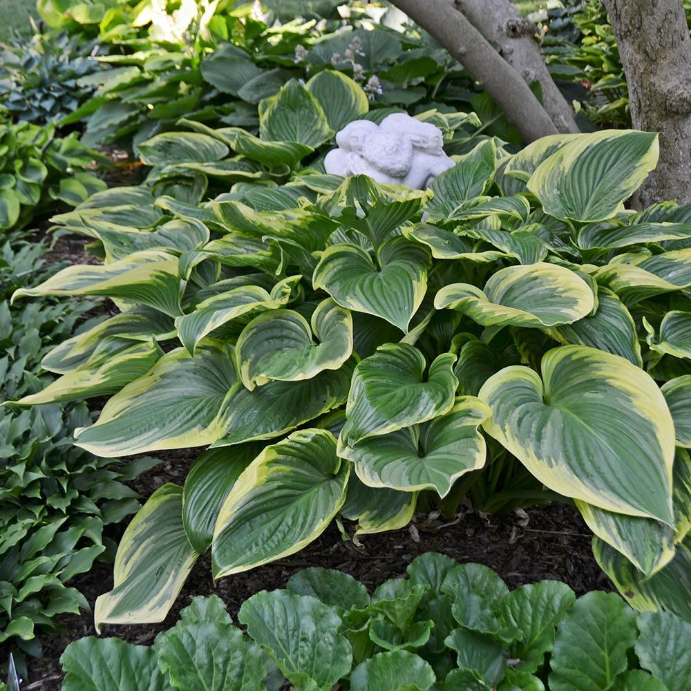 Hosta 'Victory' | White Flower Farm