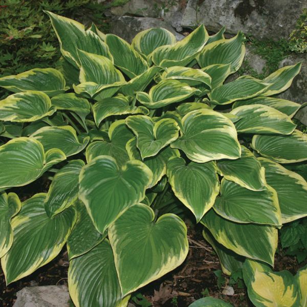 Hosta 'Victory' | White Flower Farm