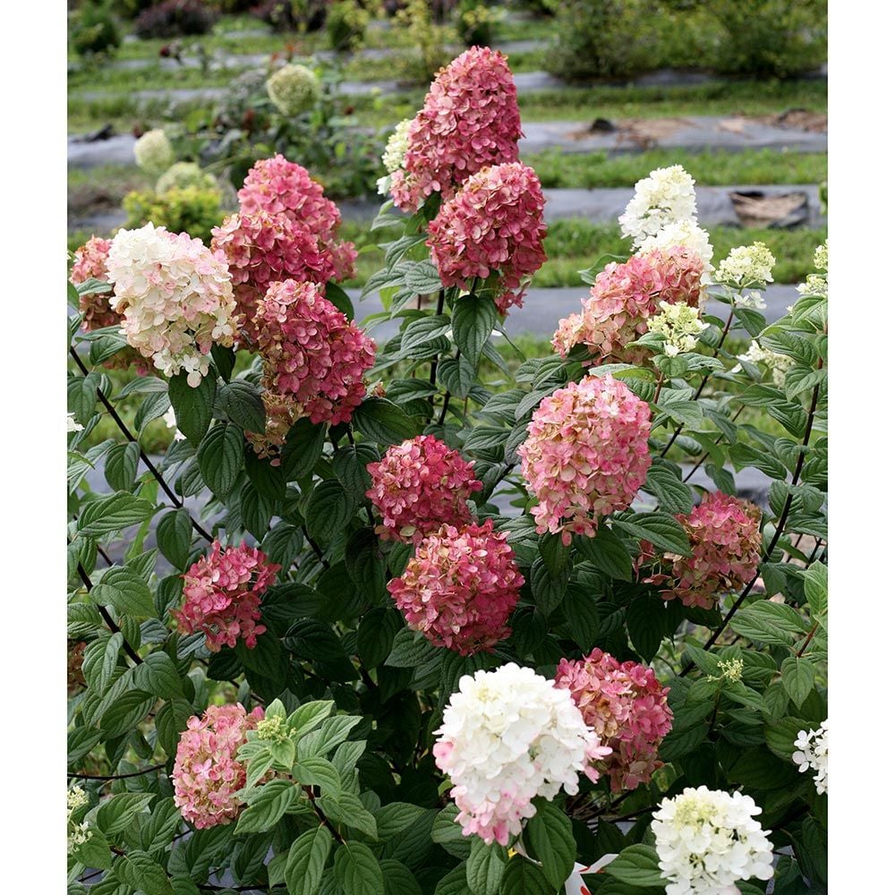 Hydrangea paniculata Fire Light® | White Flower Farm