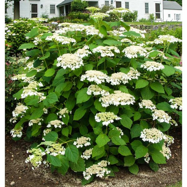 Hydrangea arborescens 'Haas' Halo' | White Flower Farm