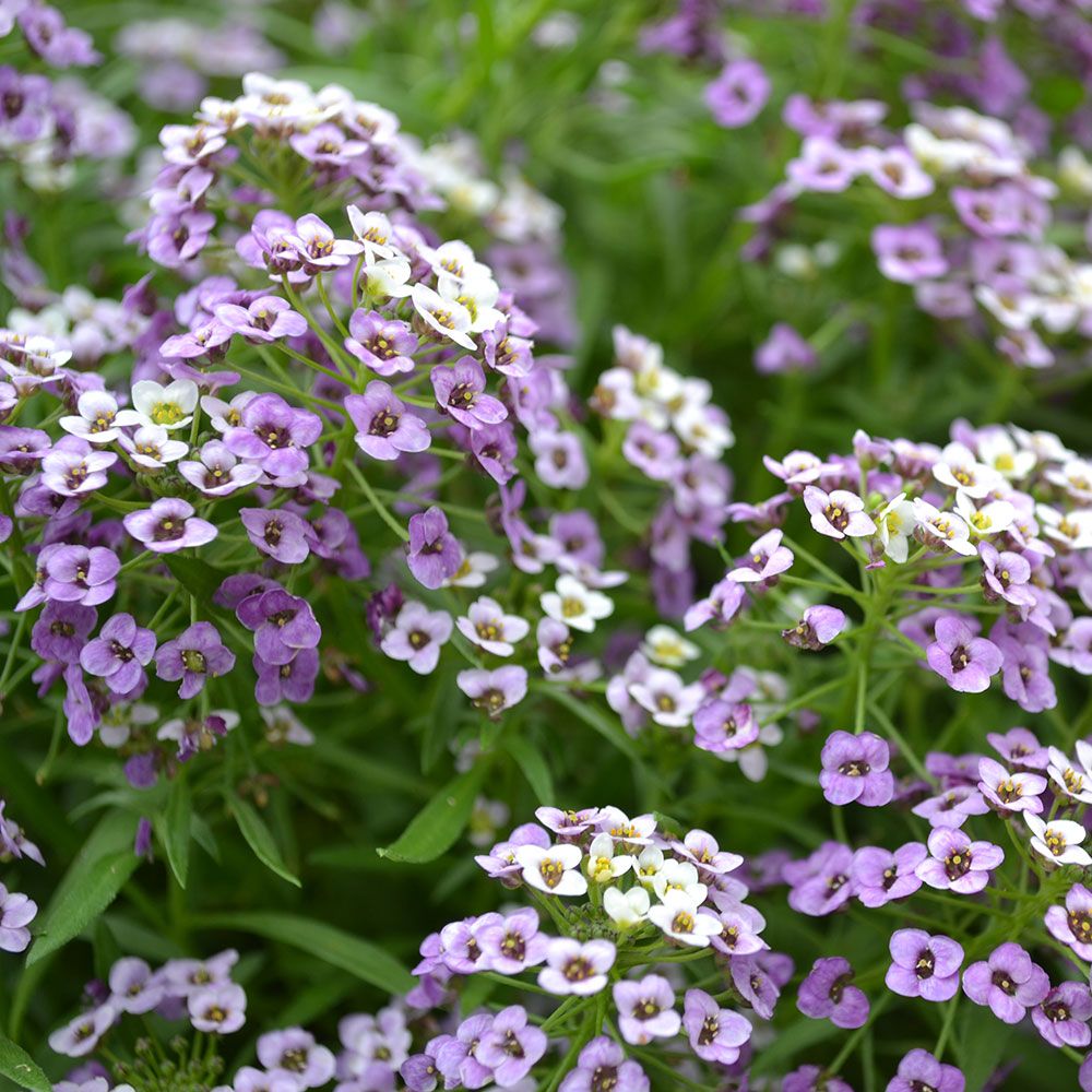 Lobularia Lavender Stream™ | White Flower Farm
