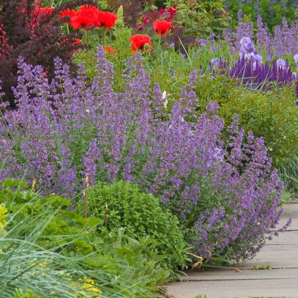 Nepeta x faassenii | White Flower Farm