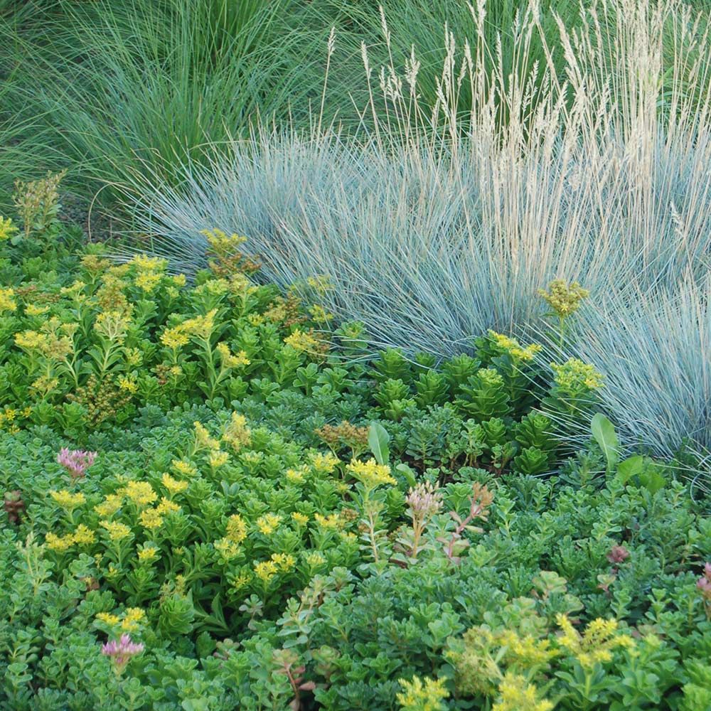 Blue Sedum Ground Cover