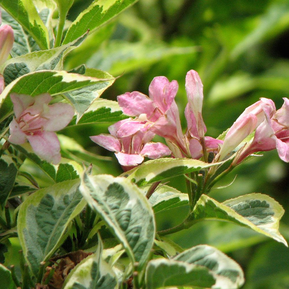 Weigela florida Variegata | White Flower Farm