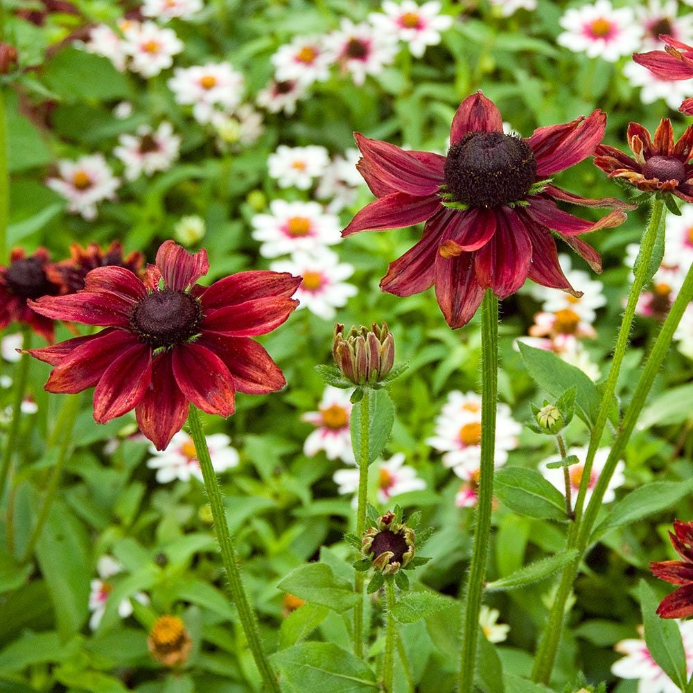 Rudbeckia hirta 'Cherry Brandy' | White Flower Farm