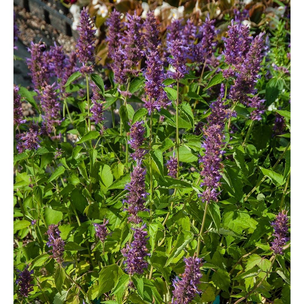 Agastache 'Blue Boa' | White Flower Farm