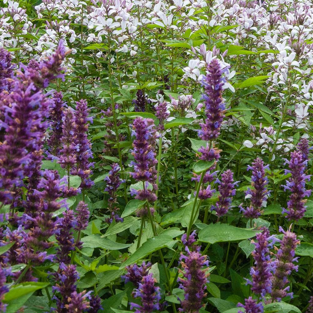 Agastache 'Blue Boa' | White Flower Farm