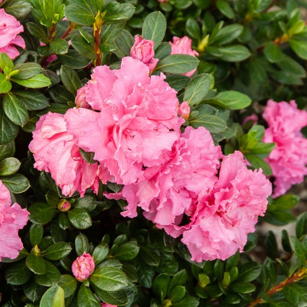 Azalea Bloom-A-Thon® Pink Double | White Flower Farm
