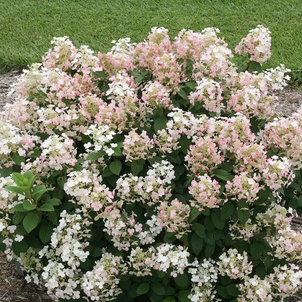 Hydrangea paniculata Little Quick Fire® | White Flower Farm