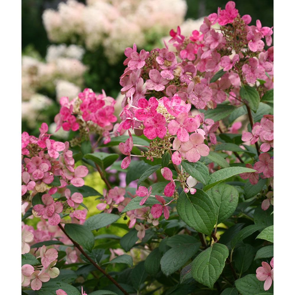 Hydrangea paniculata Little Quick Fire™ | White Flower Farm