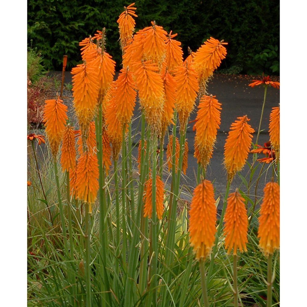 Kniphofia Popsicle™ Mango Popsicle | White Flower Farm