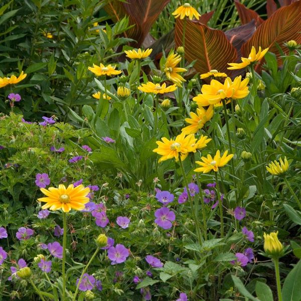 Rudbeckia hirta 'Prairie Sun' | White Flower Farm
