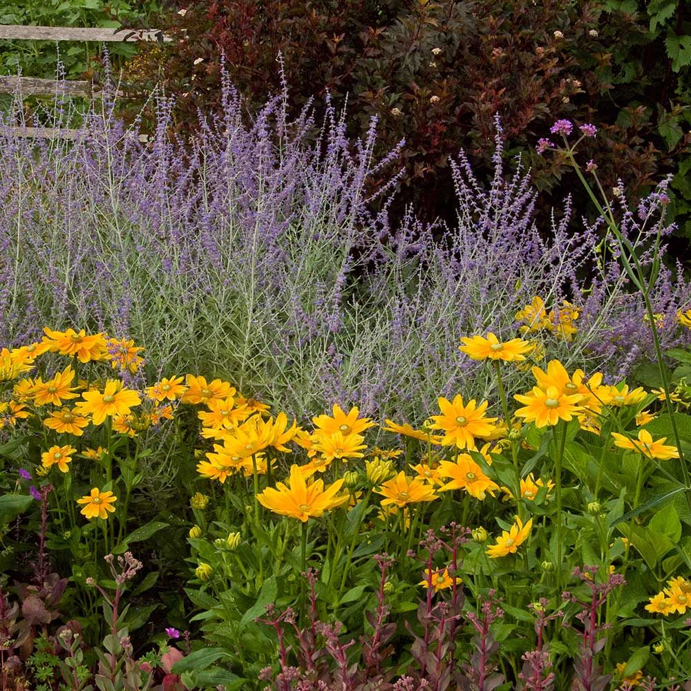 Rudbeckia hirta 'Prairie Sun' | White Flower Farm