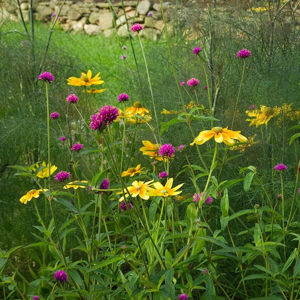 Rudbeckia hirta 'Prairie Sun' | White Flower Farm