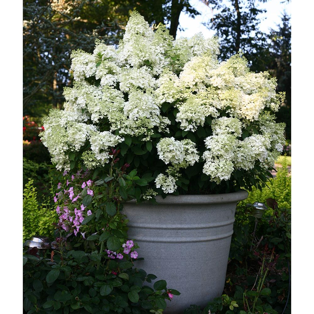 Hydrangea paniculata Bobo® | White Flower Farm