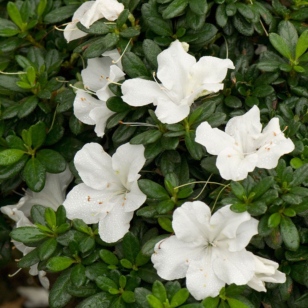 Azalea Bloom-A-Thon® White | White Flower Farm