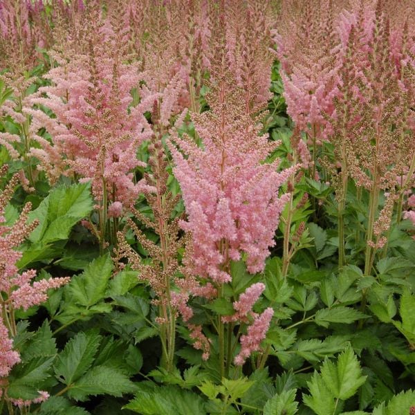 Astilbe chinensis 'Vision in Pink' | White Flower Farm