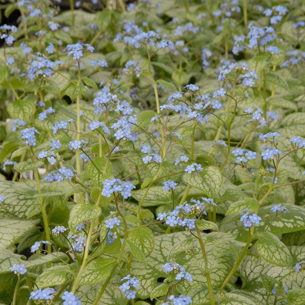 Brunnera macrophylla Jack Frost | White Flower Farm