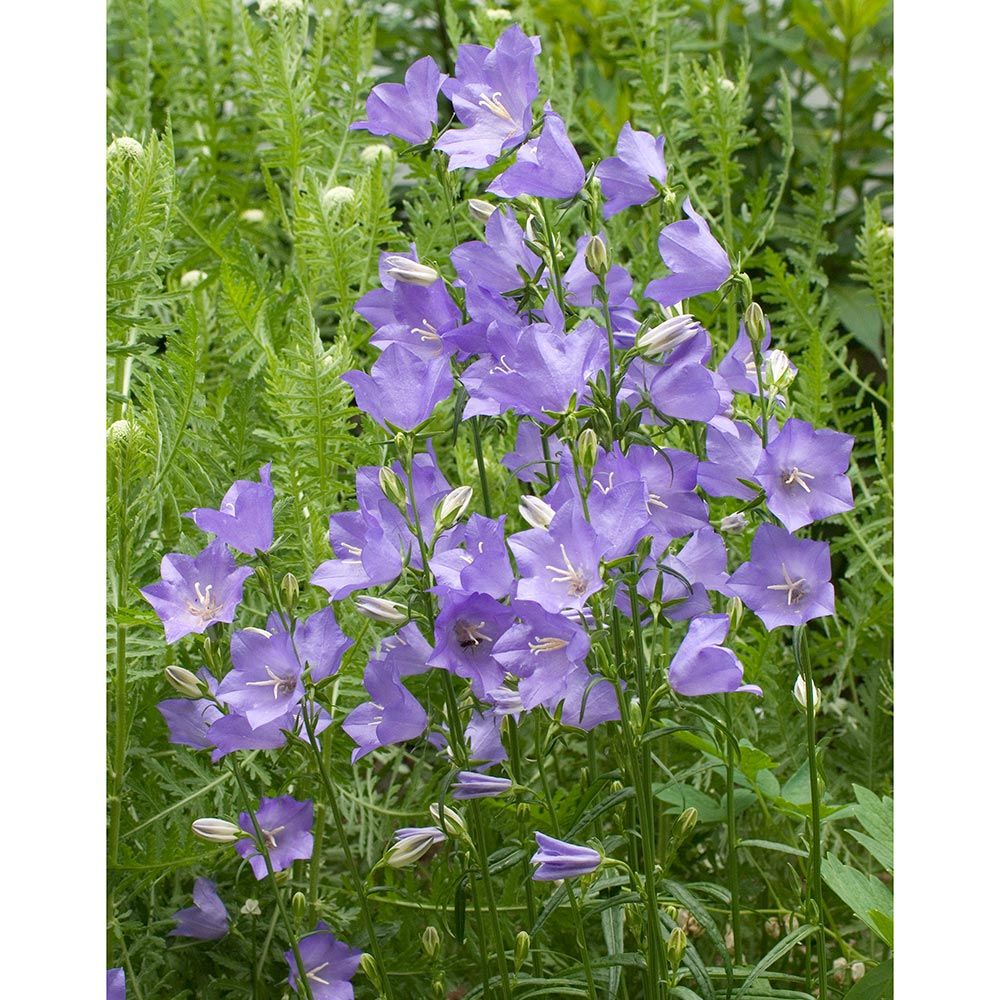 Campanula Persicifolia