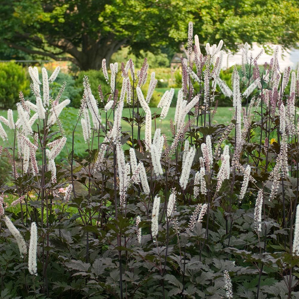 Actaea Simplex Brunette