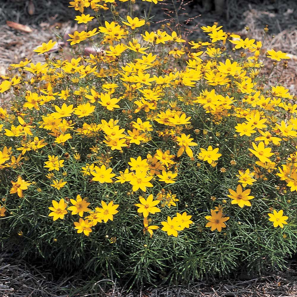 Coreopsis verticillata 'Zagreb' | White Flower Farm