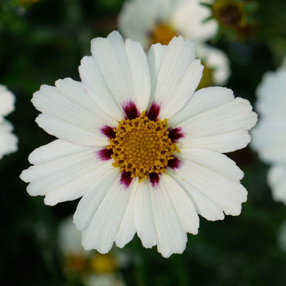 Coreopsis Big Bang™ 'Star Cluster' | White Flower Farm