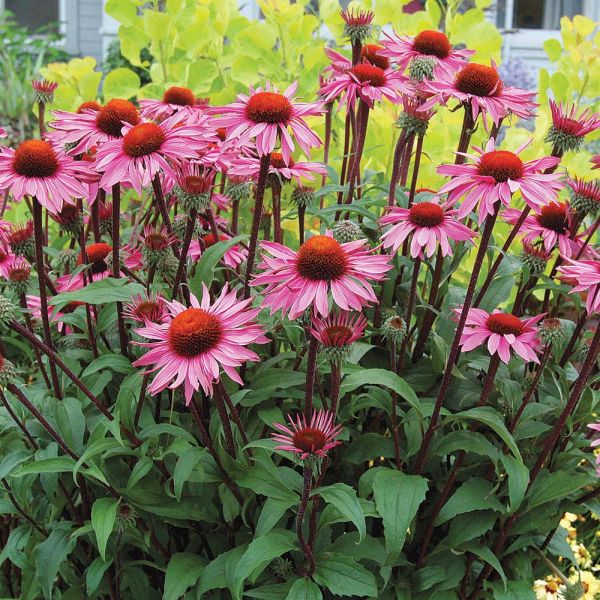 Echinacea purpurea Prairie Pillars™ 'Merlot' | White Flower Farm