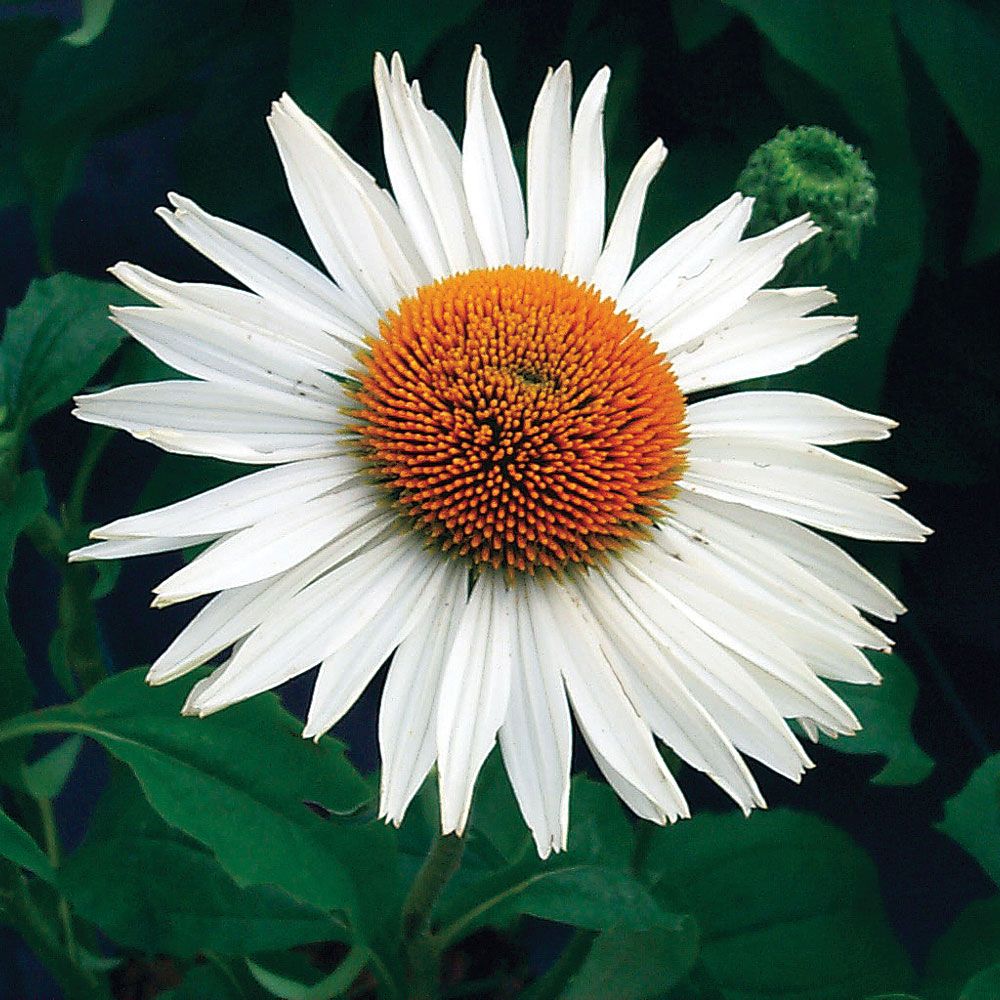 Echinacea purpurea Fragrant Angel | White Flower Farm