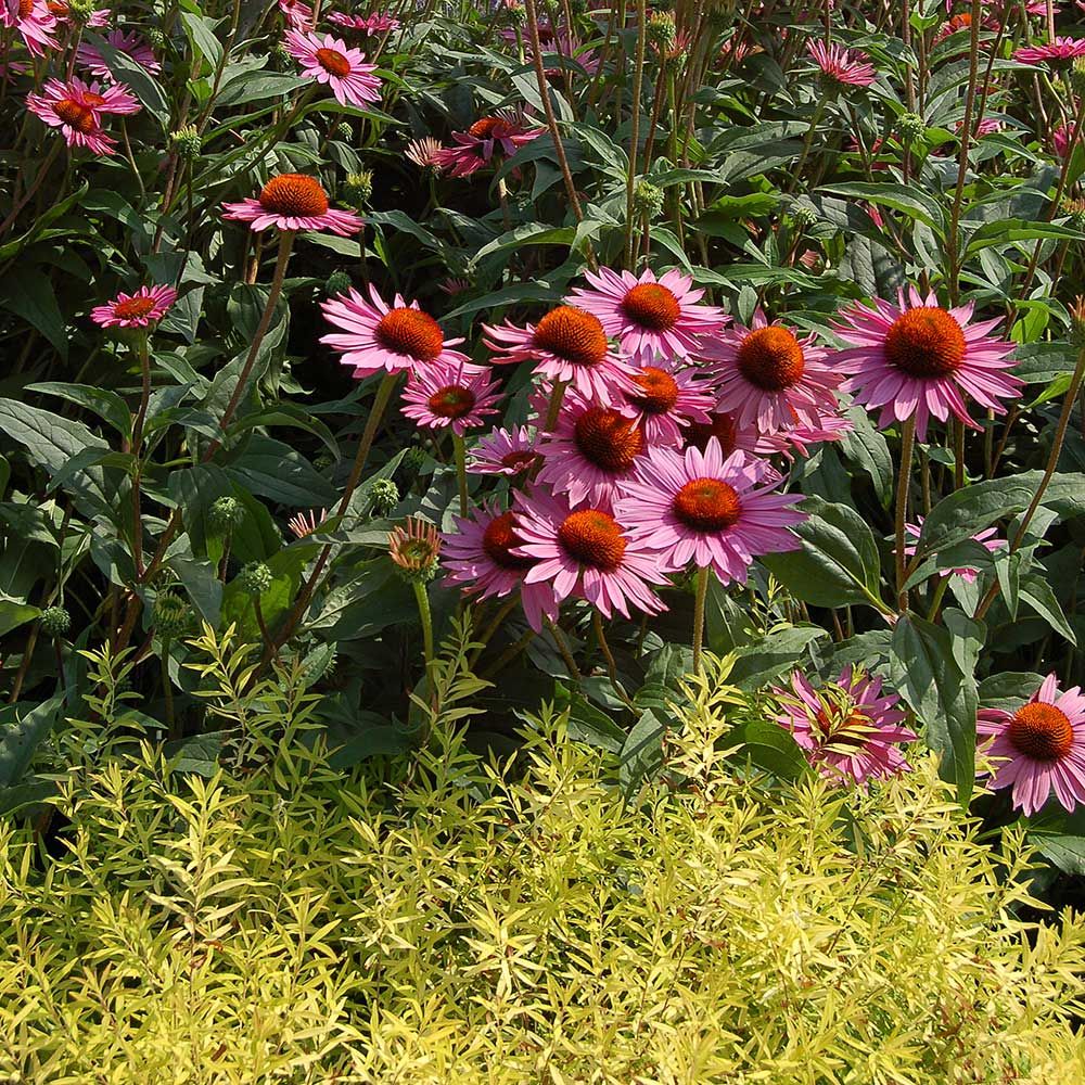 Echinacea purpurea Prairie Pillars™ 'Ruby Giant' | White Flower Farm