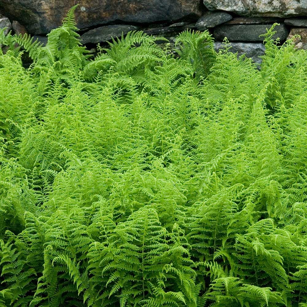 Dennstaedtia punctilobula - Hay-scented Fern | White Flower Farm