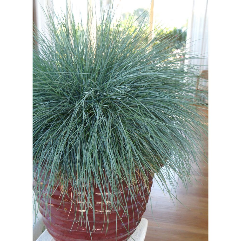 Festuca glauca Beyond Blue™ | White Flower Farm