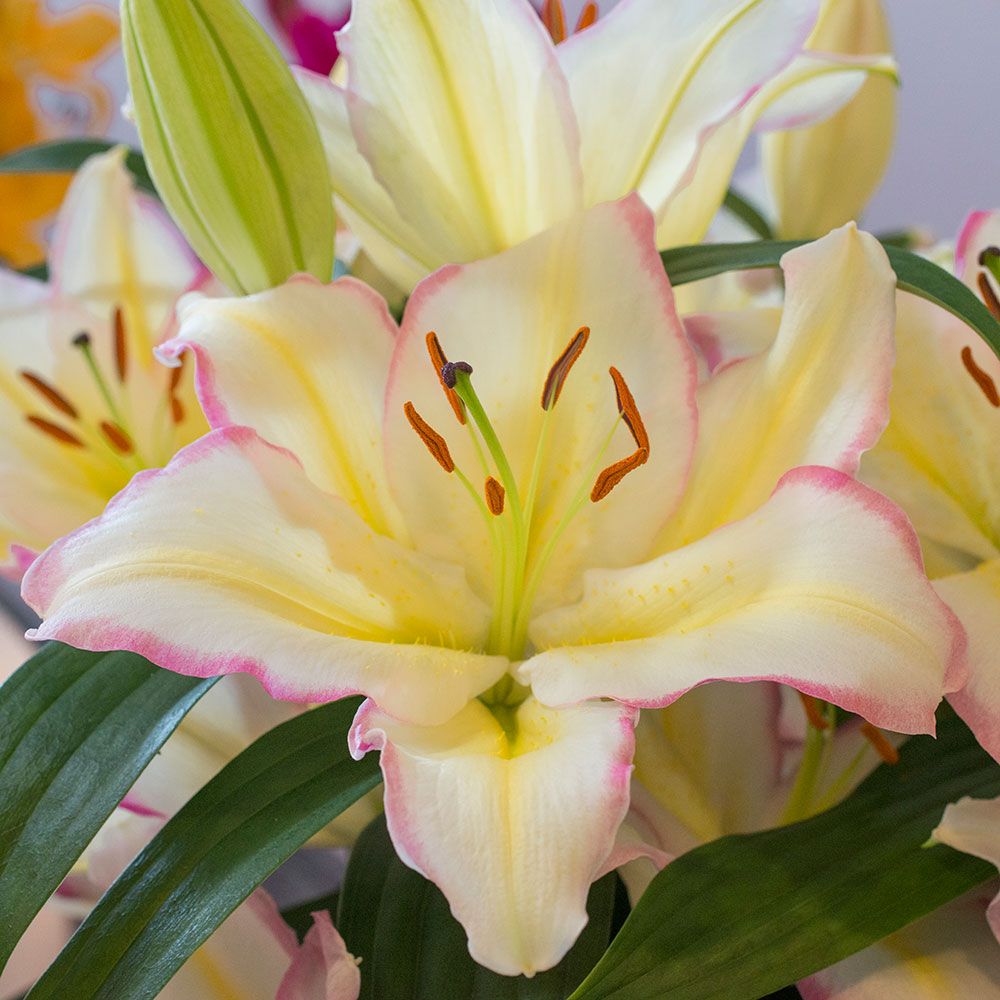 Lilium 'Captain Tricolore' | White Flower Farm