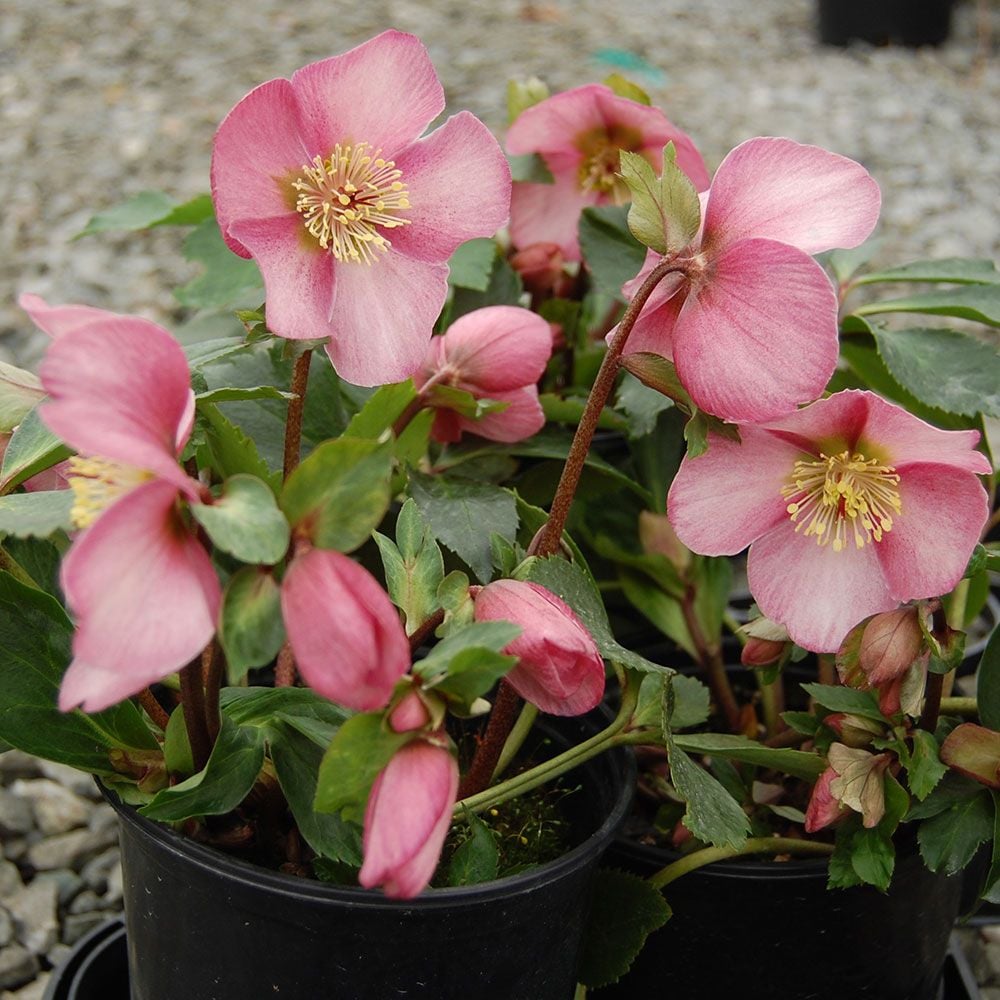 Helleborus HGC® Madame Lemonnier | White Flower Farm