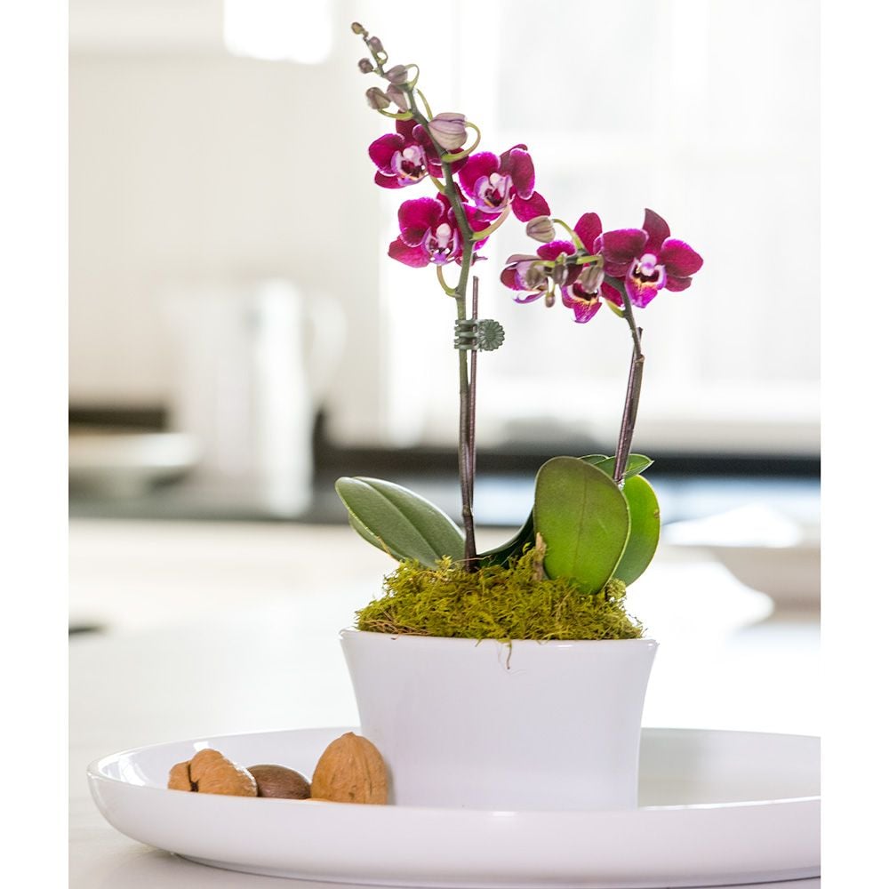 Deep Red Mini Moth Orchids in ceramic cachepot | White Flower Farm