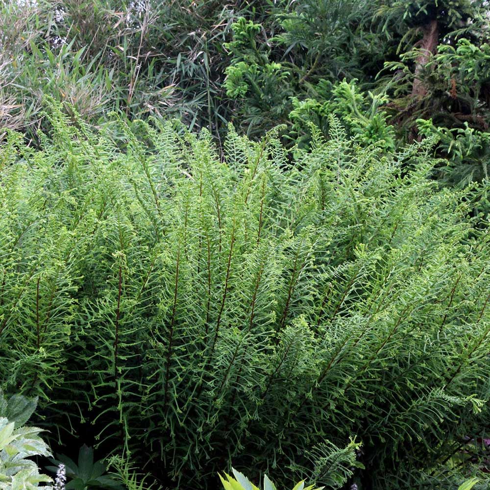 Athyrium filix-femina 'Dre's Dagger' - Crested Lady Fern | White Flower ...
