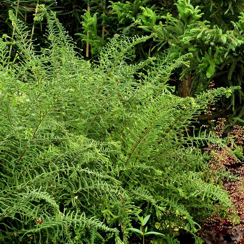 Athyrium filix-femina 'Dre's Dagger' - Crested Lady Fern | White Flower ...
