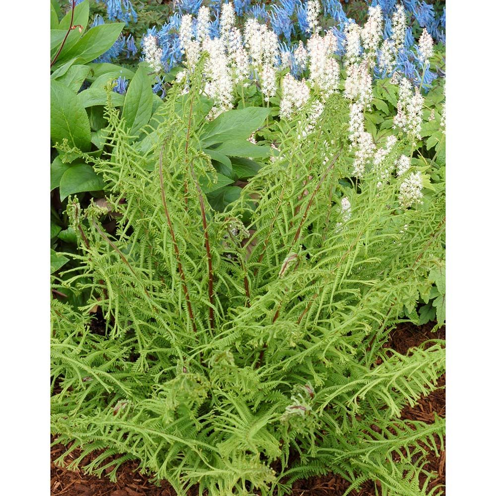 Athyrium filix-femina 'Dre's Dagger' - Crested Lady Fern | White Flower ...