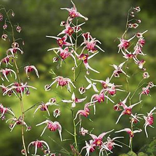 Epimedium 'Pink Champagne' | White Flower Farm