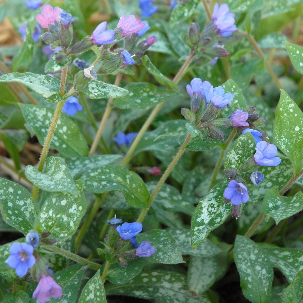 Pulmonaria 'Majeste' | White Flower Farm