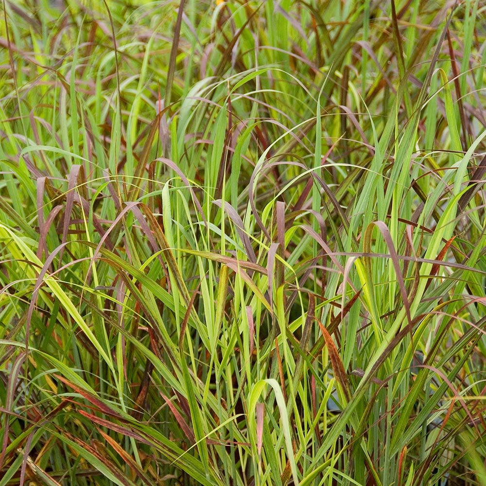 Panicum virgatum Ruby Ribbons® | White Flower Farm