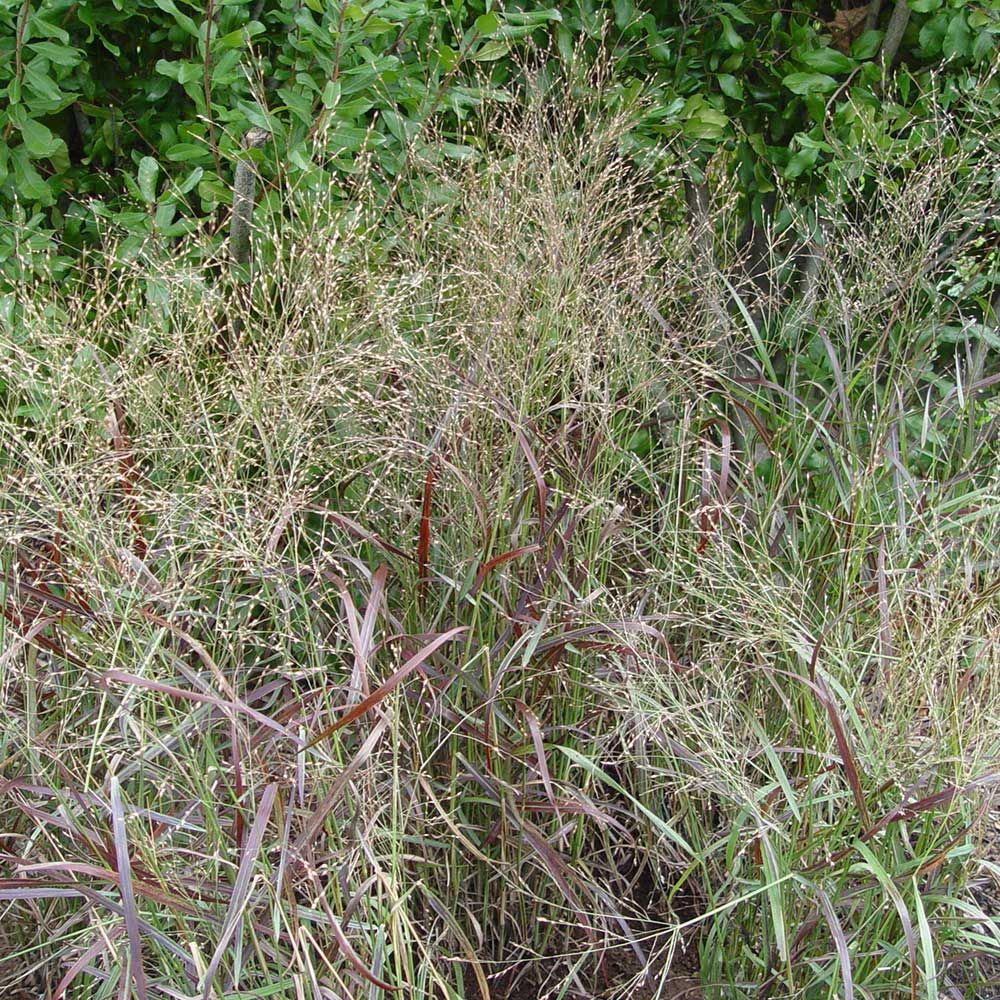 Panicum virgatum Ruby Ribbons® | White Flower Farm