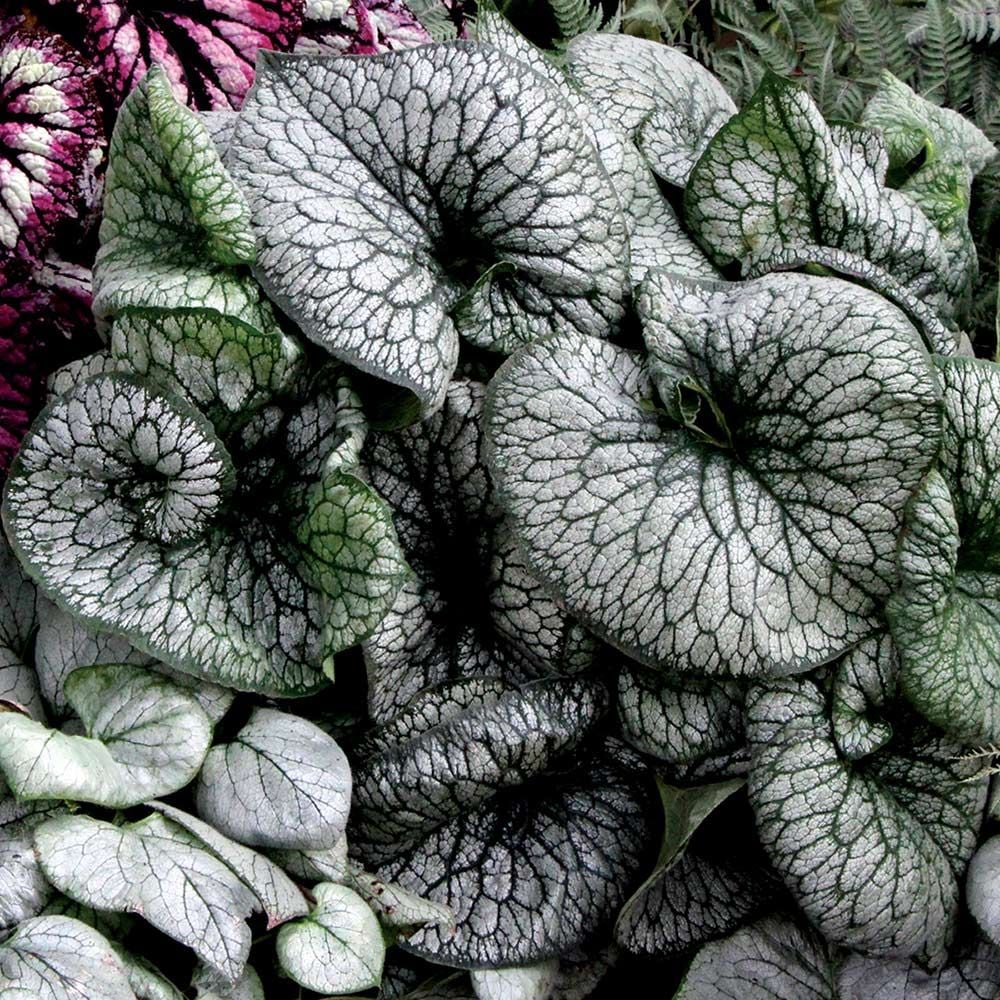 Brunnera macrophylla Alexander’s Great | White Flower Farm