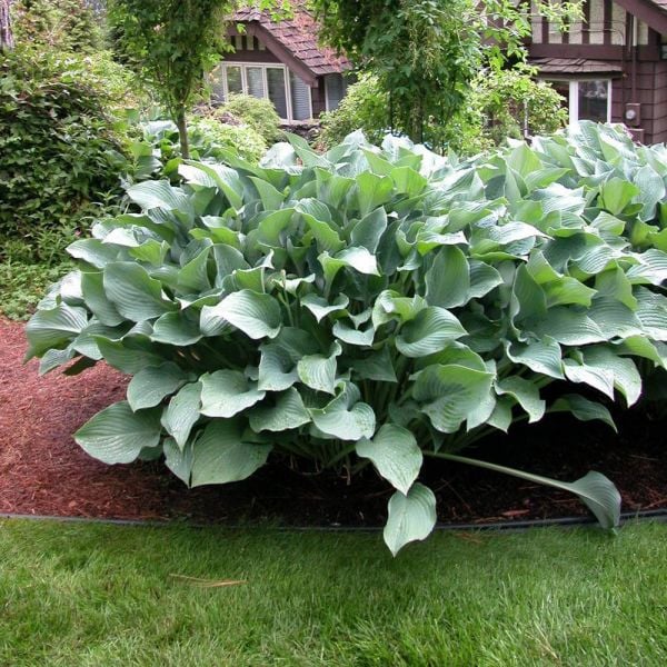 Hosta 'Krossa Regal' | White Flower Farm